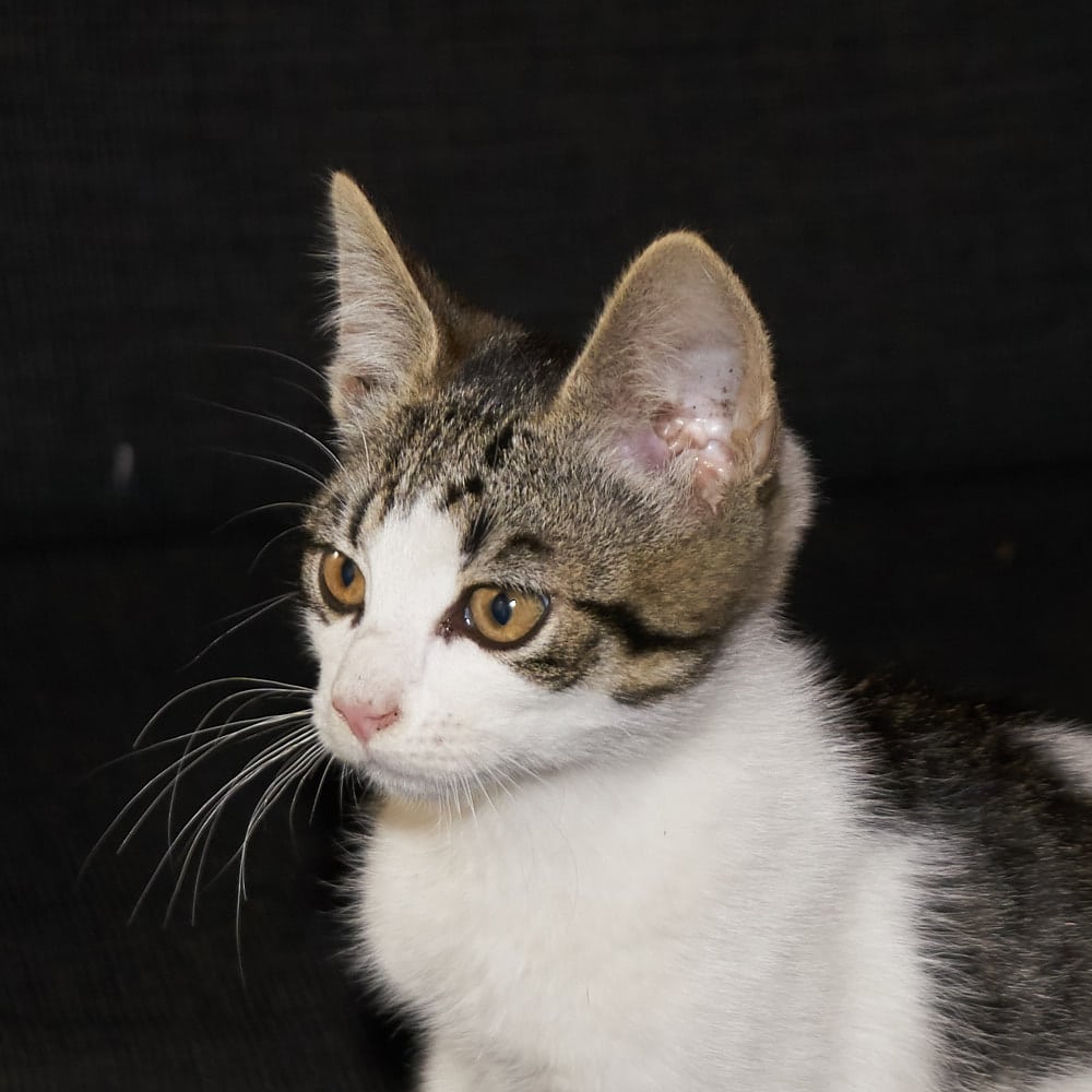 Kattekilling - Klaken