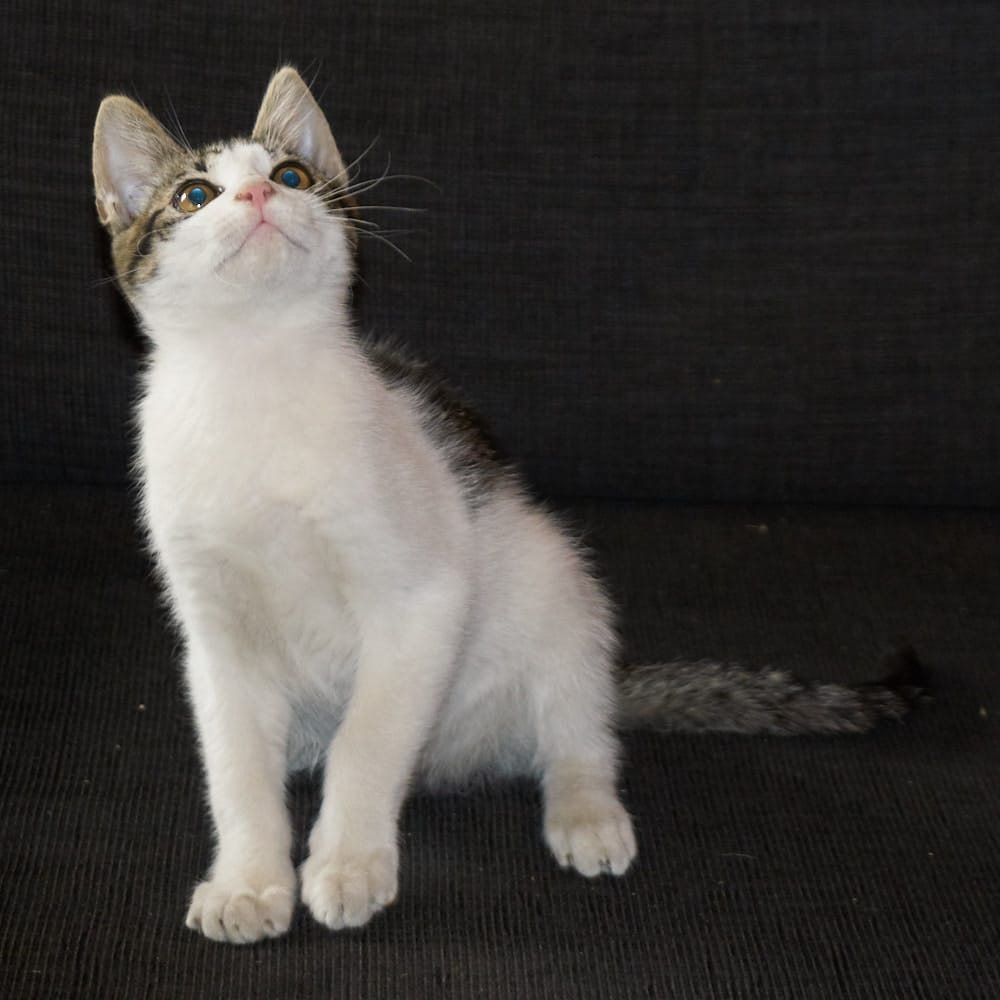 Kattekilling - Klaken