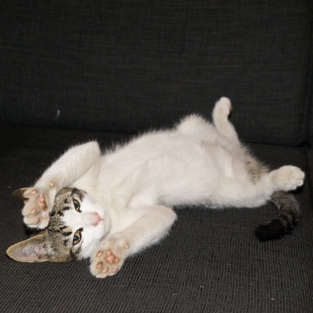 Kattekilling - Klaken