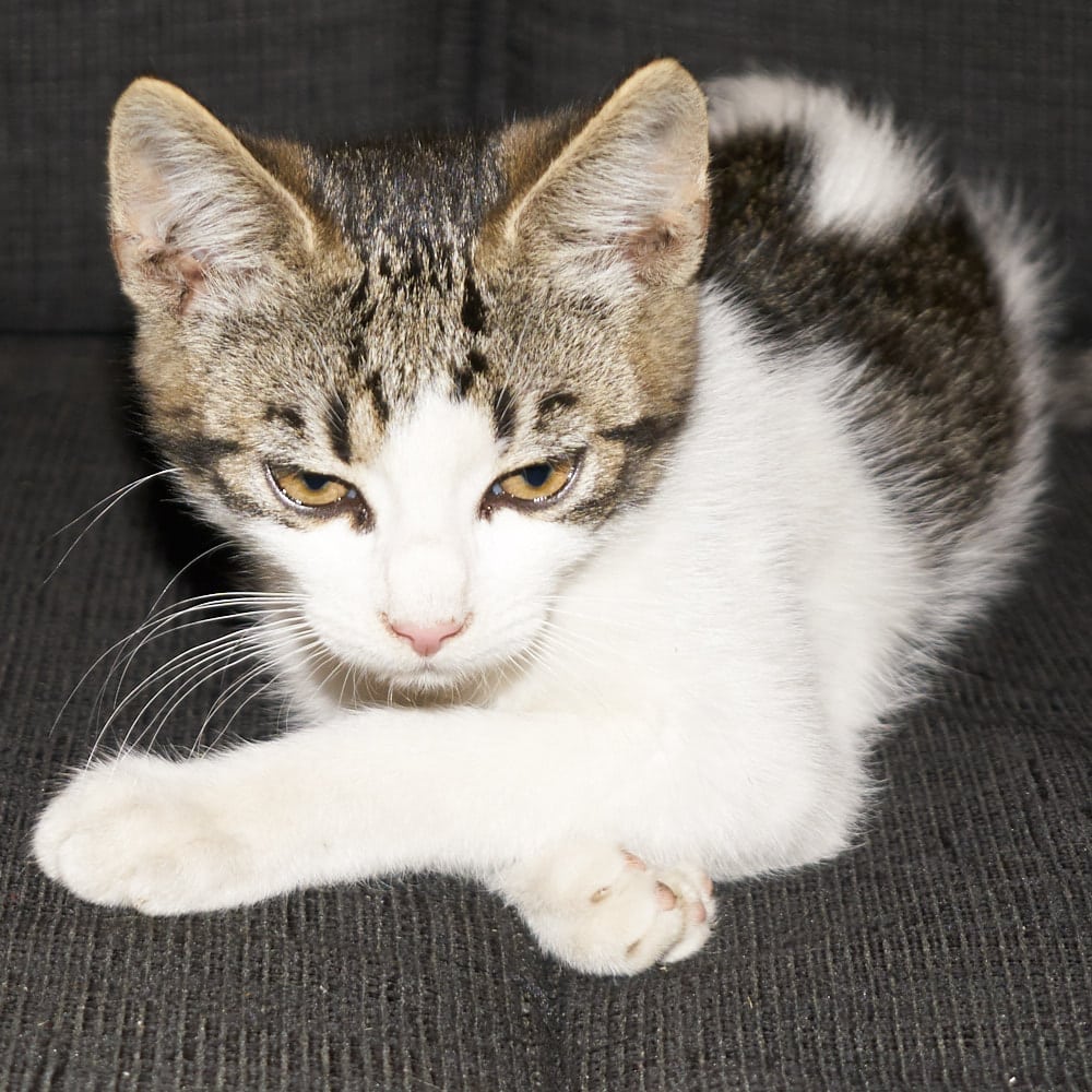 Kattekilling - Klaken