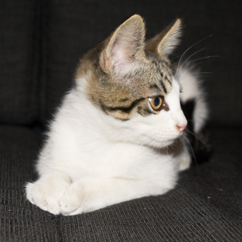 Kattekilling - Klaken