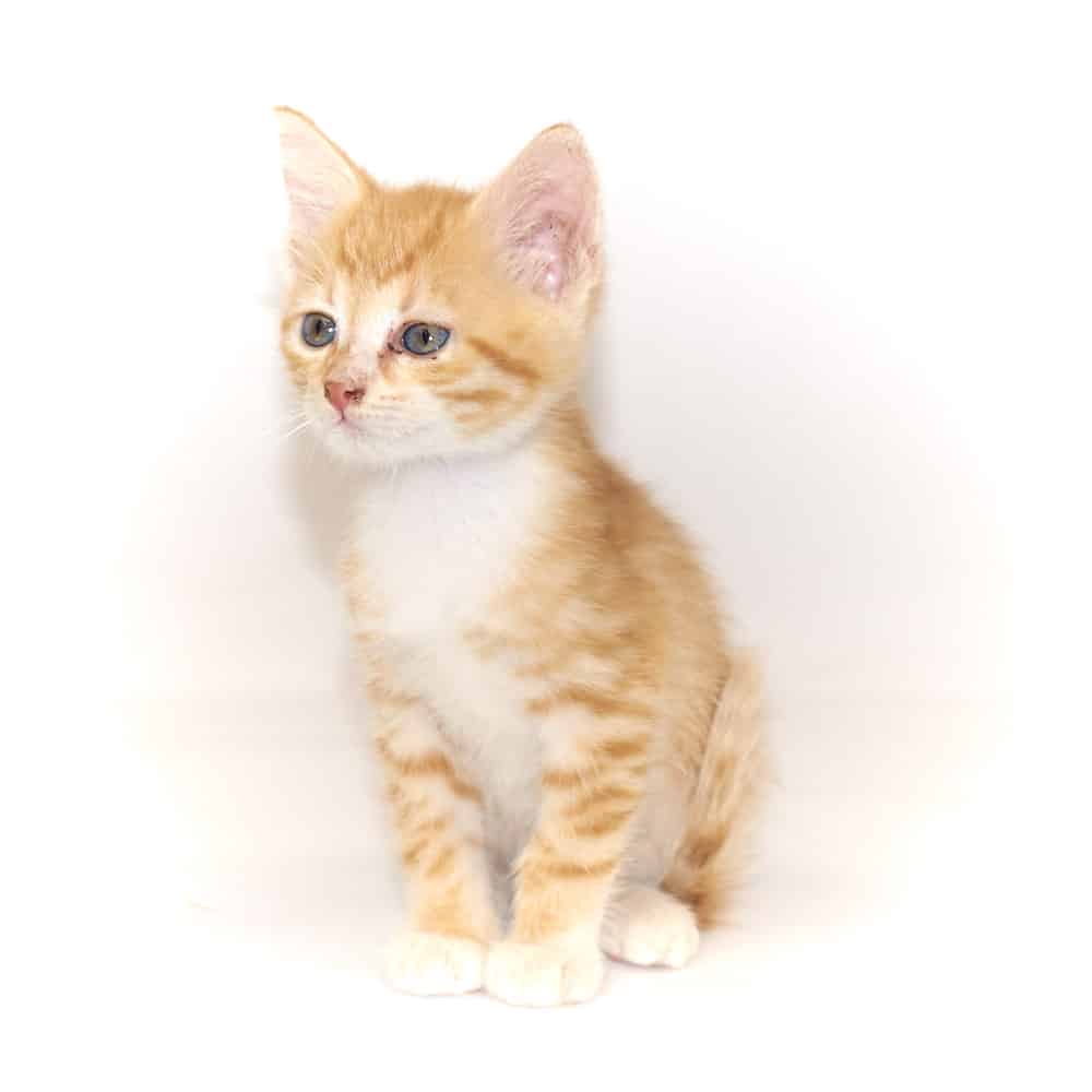 Kattekilling - Klaken