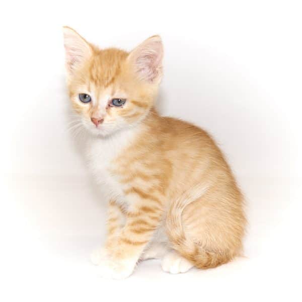 Kattekilling - Klaken