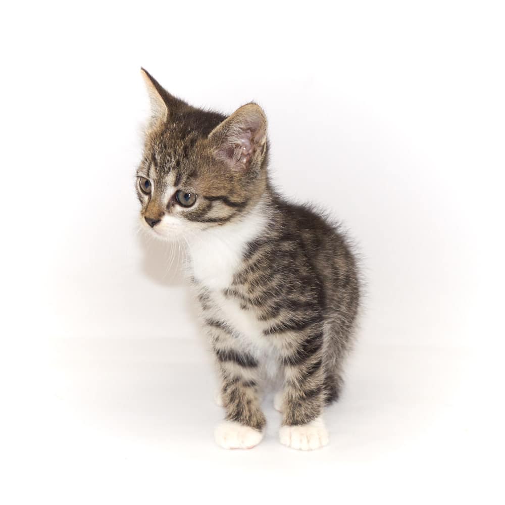 Kattekilling - Klaken