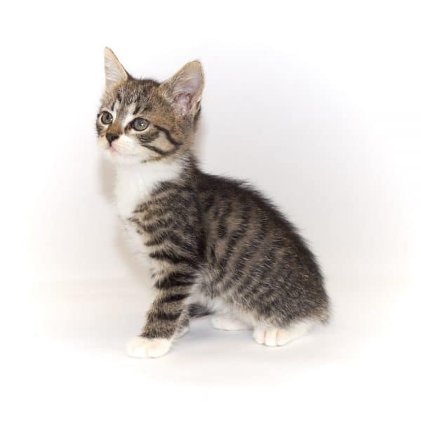 Kattekilling - Klaken